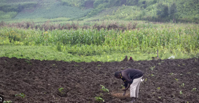 Burundi. L'économie dépend de l’agriculture - L'Observateur