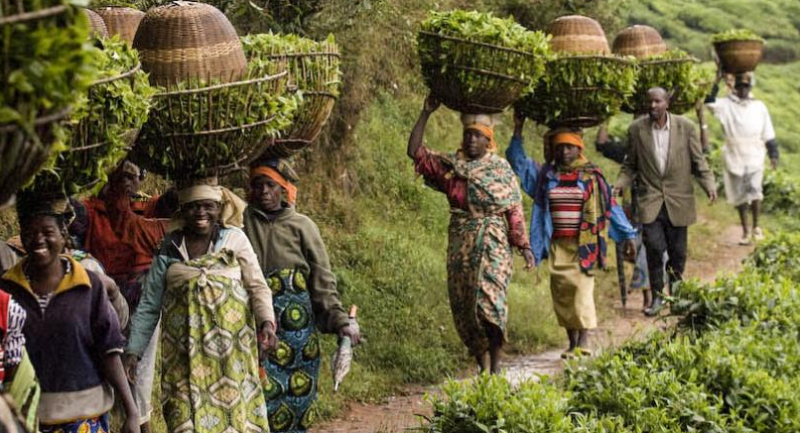 Rwanda. 27% du PIB vient de l’agriculture - L'Observateur